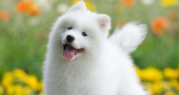 养萨摩耶一个月花销情况，养萨摩耶要注意什么-生活经验-生活小常识大全